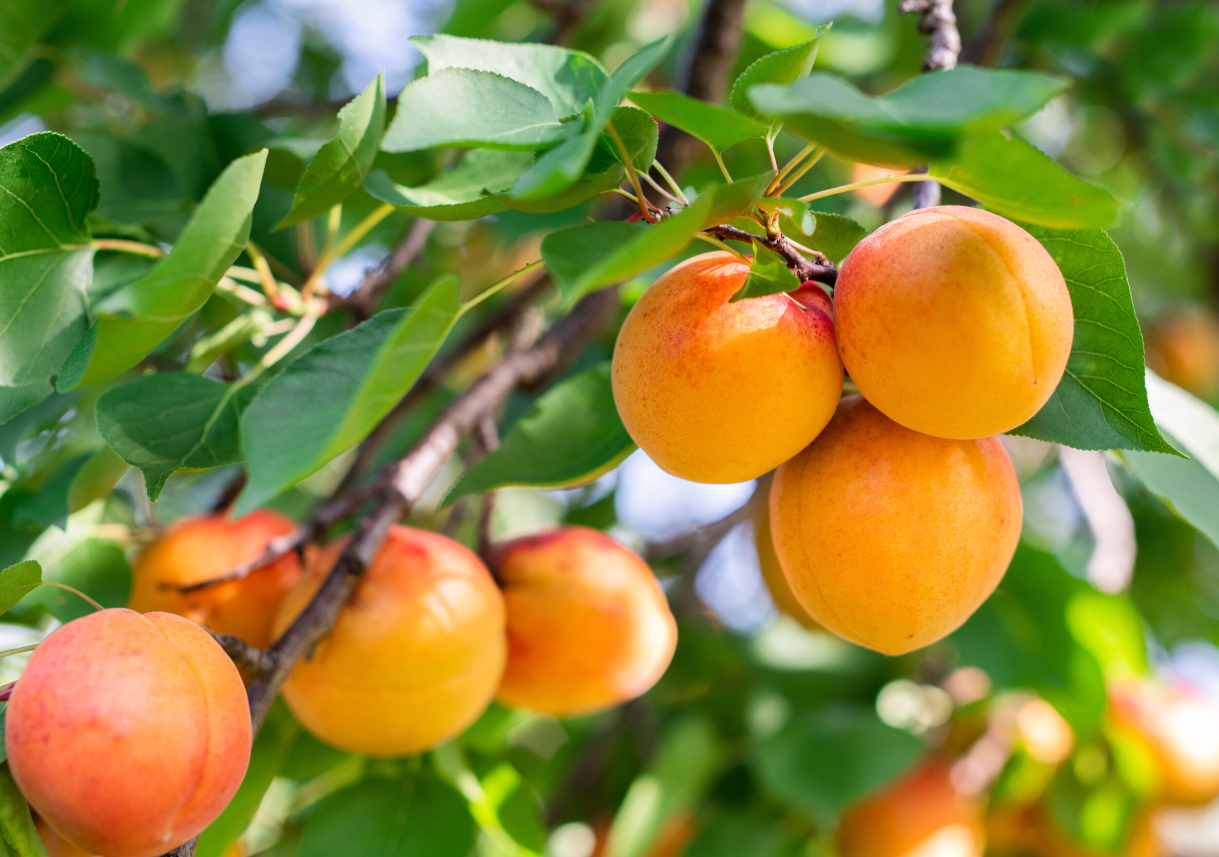 Worldwide Fruit Ltd | International fruit marketing and distribution
