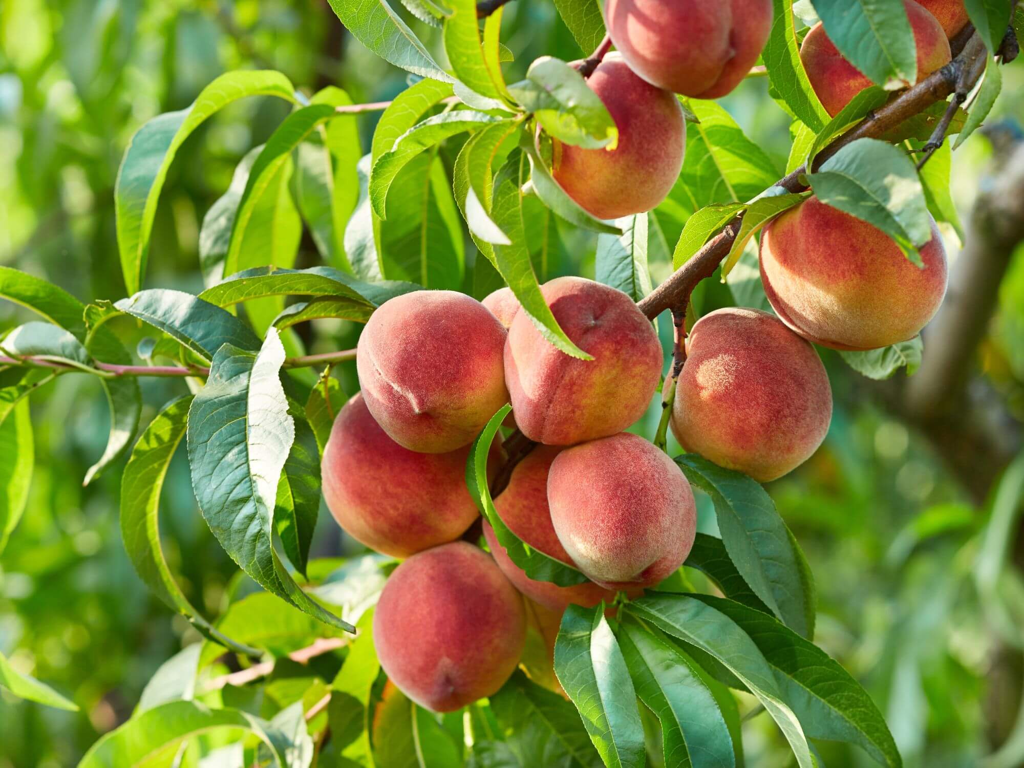 Worldwide Fruit Ltd | International fruit marketing and distribution